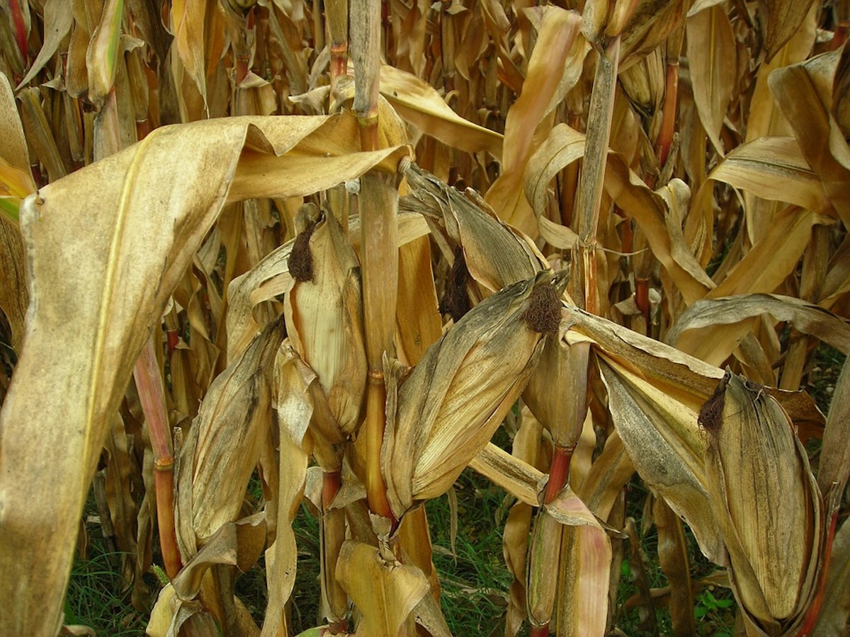 Millions of Corn, Soybean Acres in Poor-to-Very-Poor Condition | Feed ...