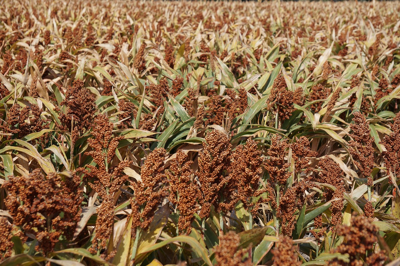 US sorghum output jumps 27% as farm prices slide to a 7-year low | Feed ...