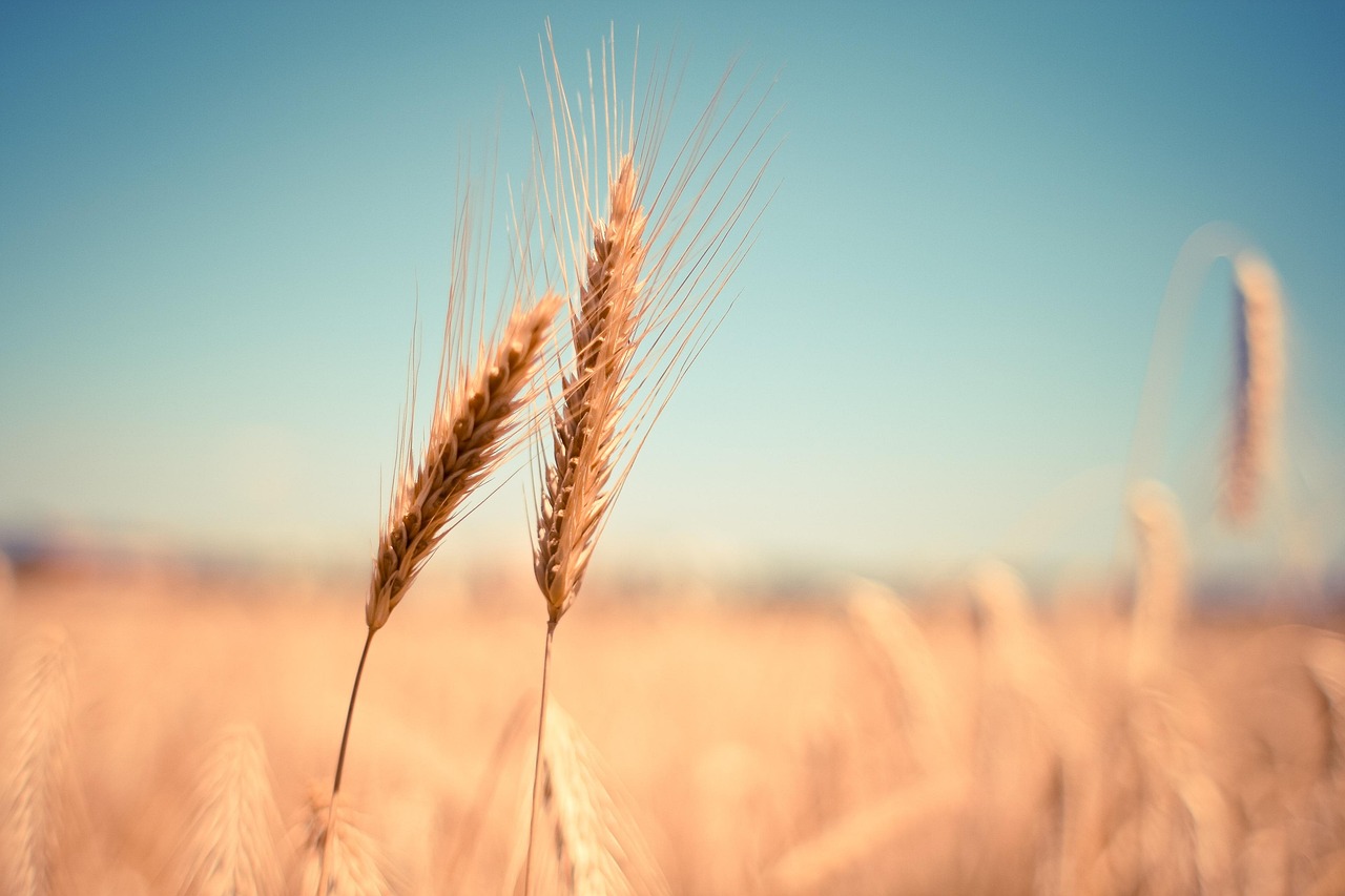 US wheat planted area forecast at lowest level since 1919 | Feed & Grain
